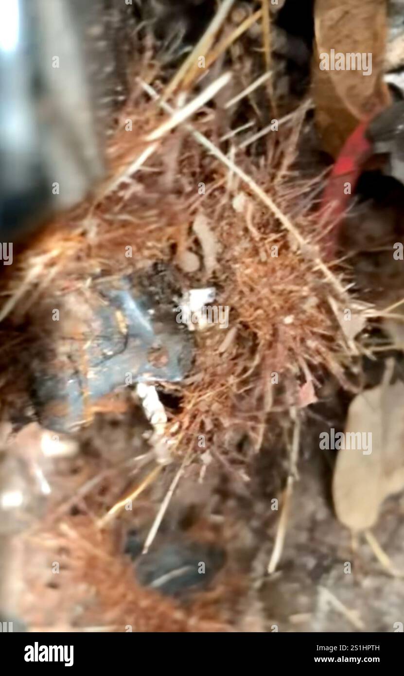Red Beard Lichen (Usnea rubicunda Stock Photo - Alamy
