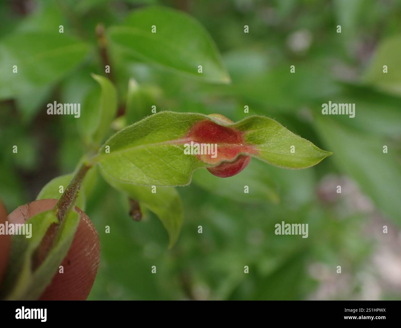 Willow Apple Gall Sawfly (Euura californica Stock Photo - Alamy