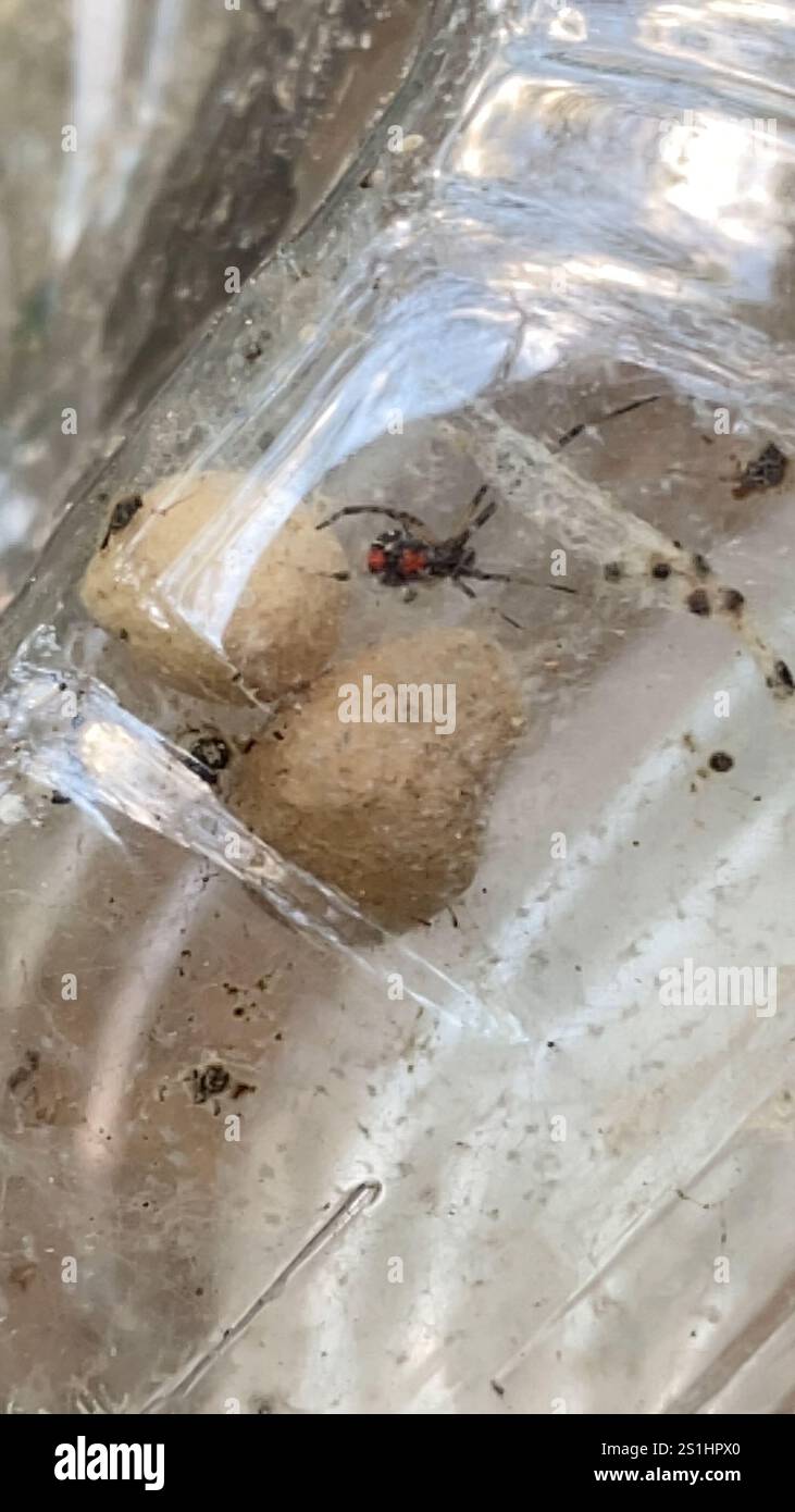 Southern Black Widow (Latrodectus mactans Stock Photo - Alamy