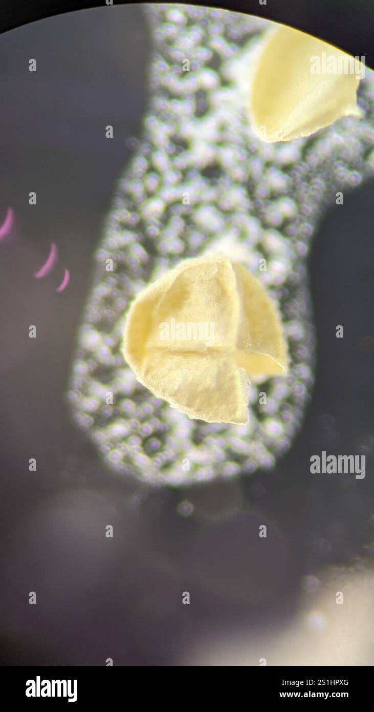 western quillwort (Isoetes occidentalis Stock Photo - Alamy