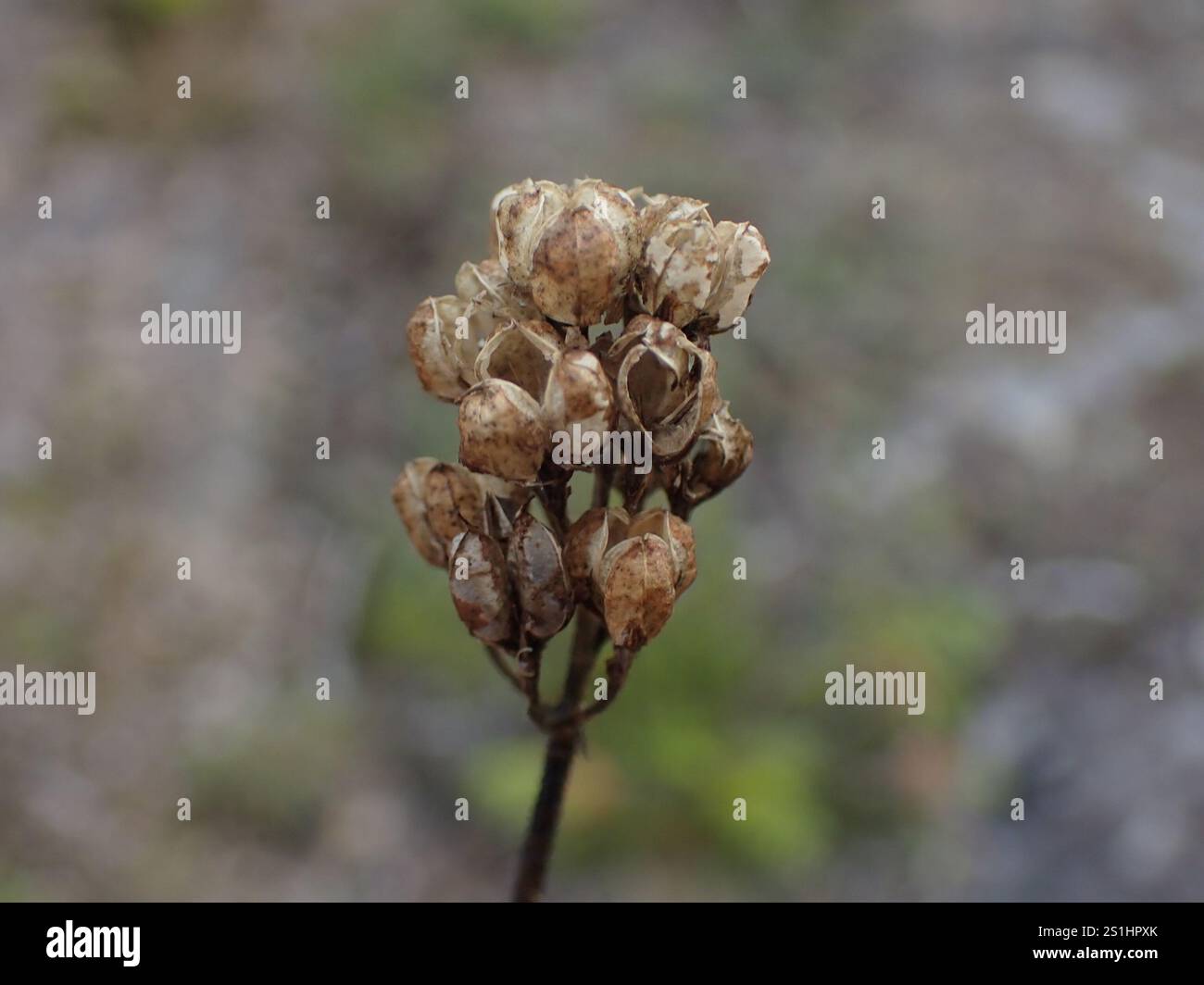 Sticky False Asphodel (Triantha glutinosa Stock Photo - Alamy