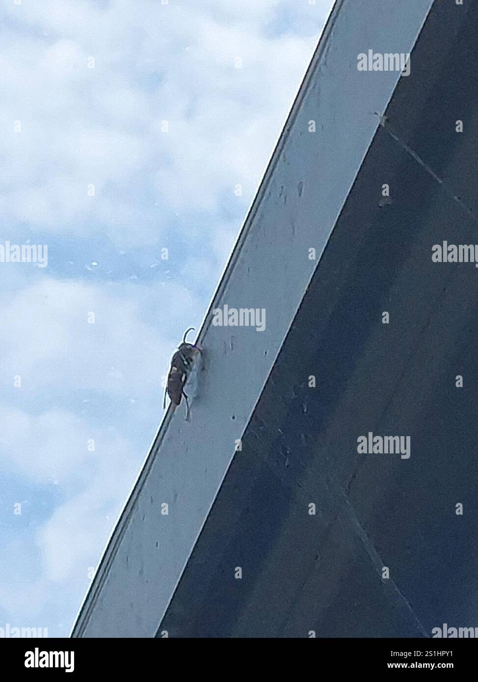 Hornets and Yellowjackets (Vespinae Stock Photo - Alamy