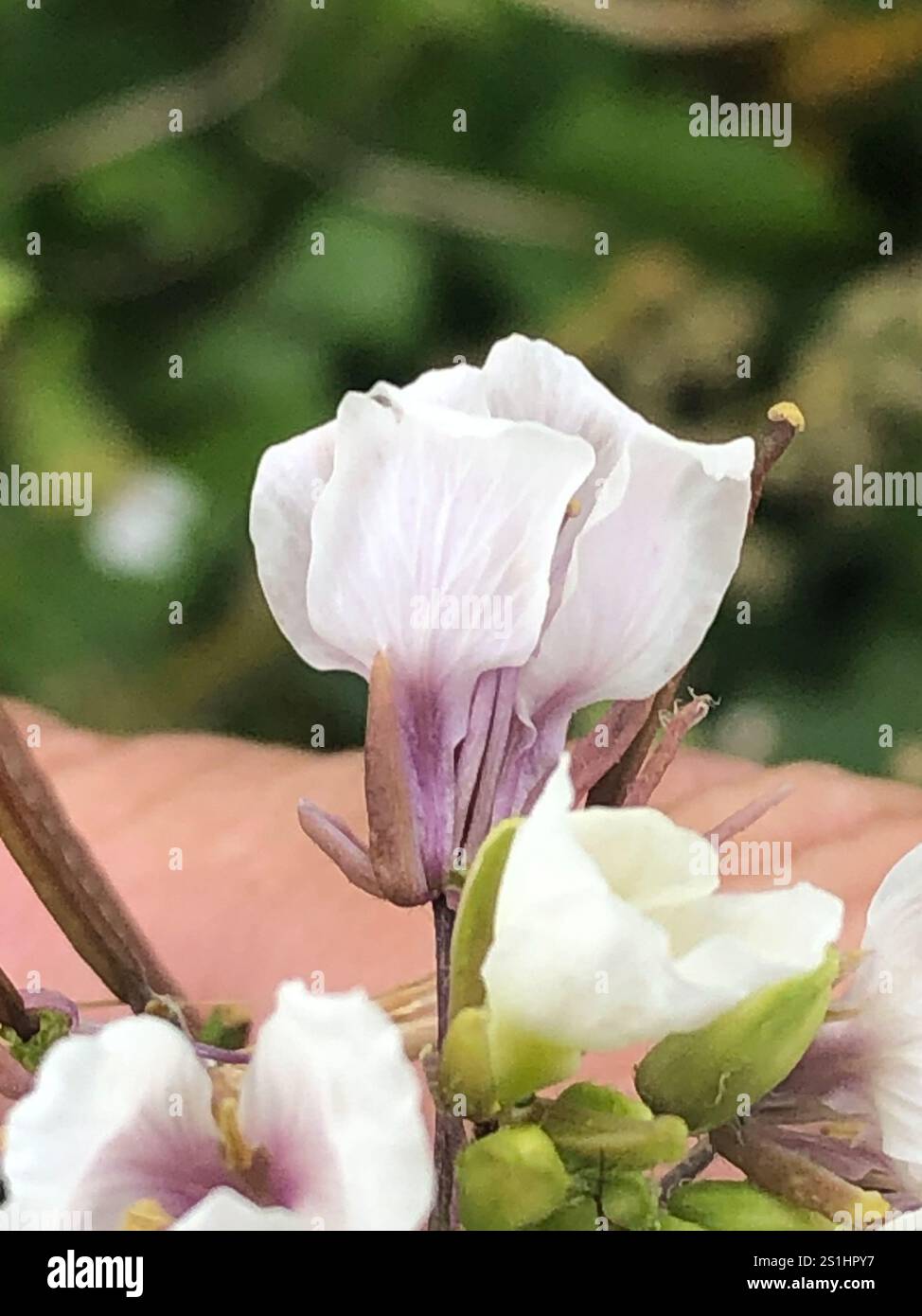 White Wall-rocket (Diplotaxis erucoides Stock Photo - Alamy