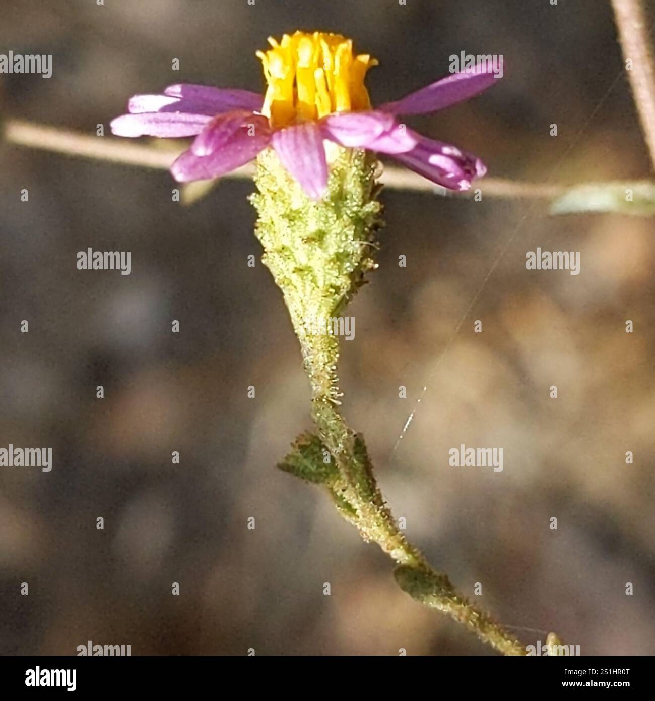 California Aster (Corethrogyne filaginifolia Stock Photo - Alamy