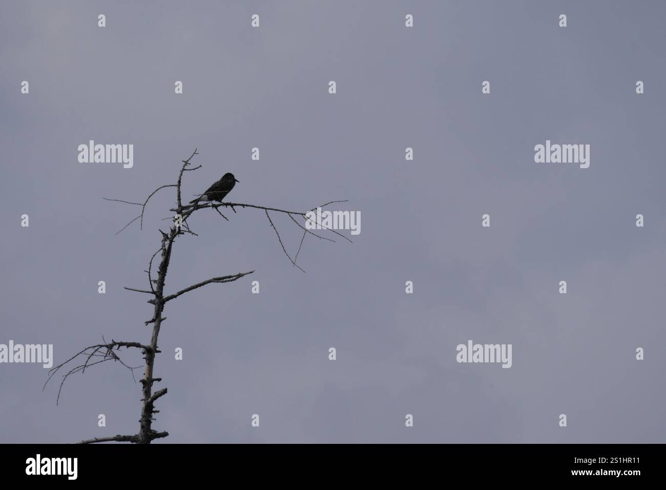 Northern Nutcracker (Nucifraga caryocatactes Stock Photo - Alamy