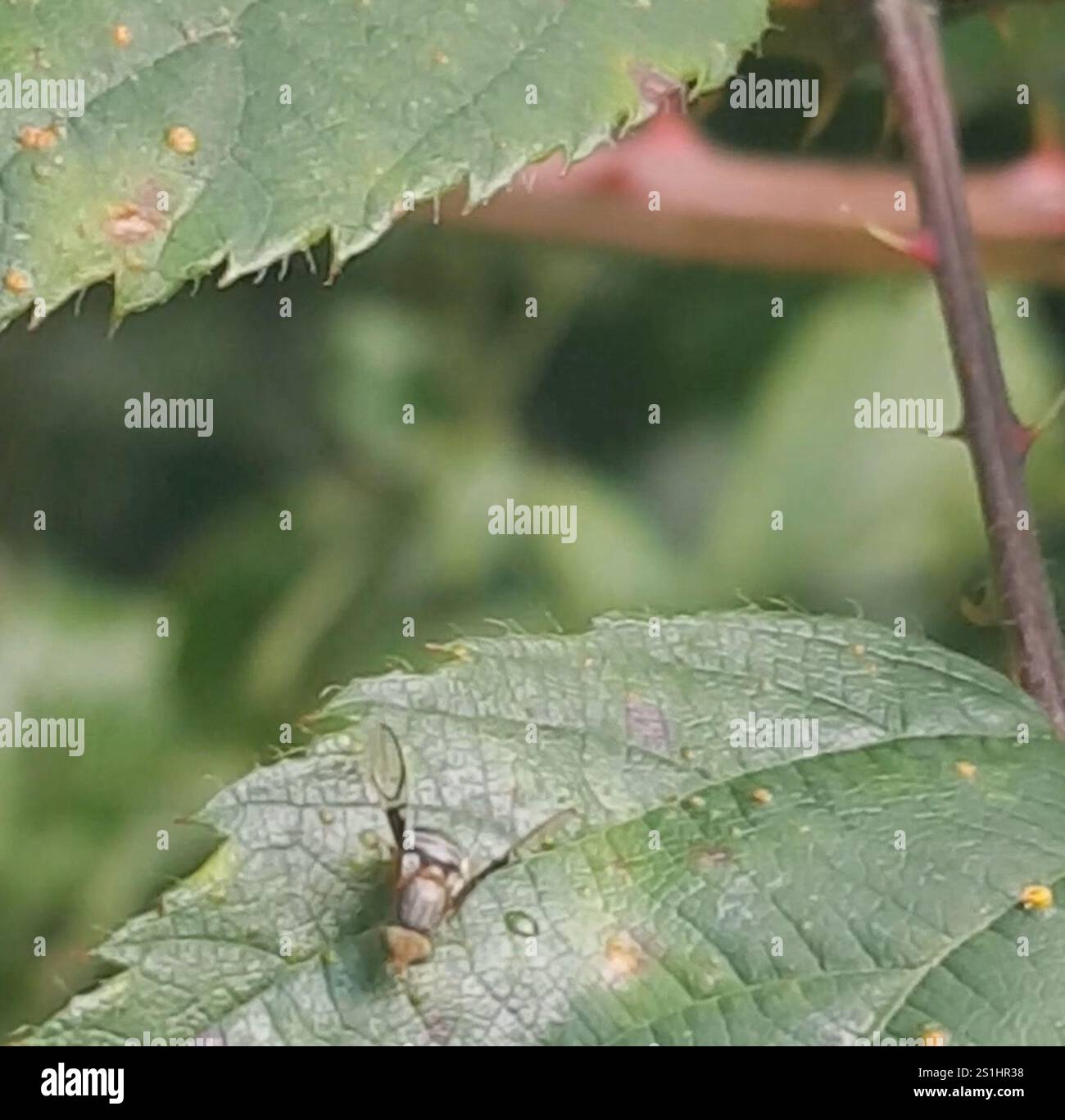 Spectacled Berry Fly (Anomoia purmunda Stock Photo - Alamy