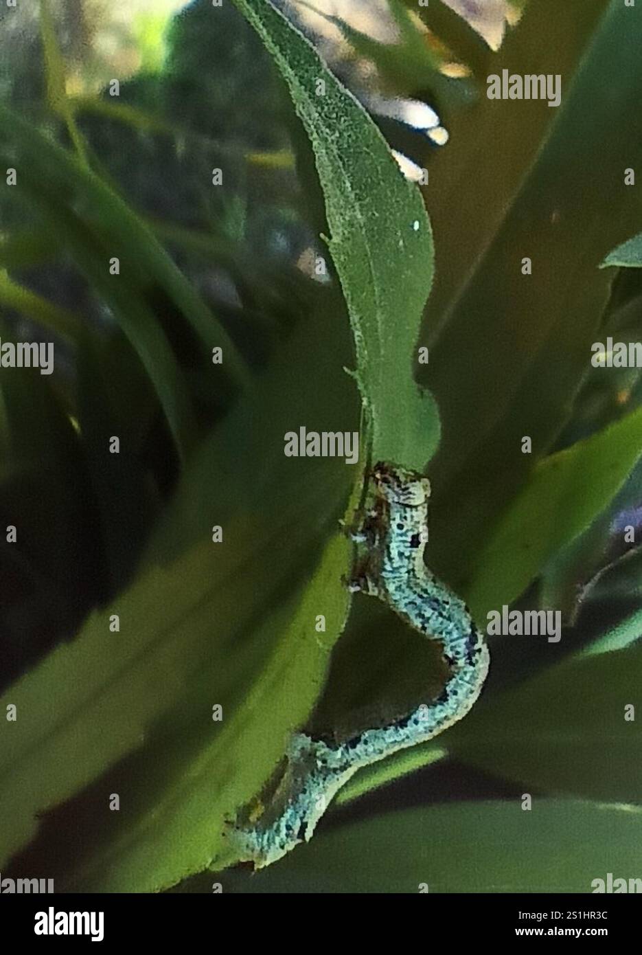 Small Engrailed (Ectropis crepuscularia Stock Photo - Alamy