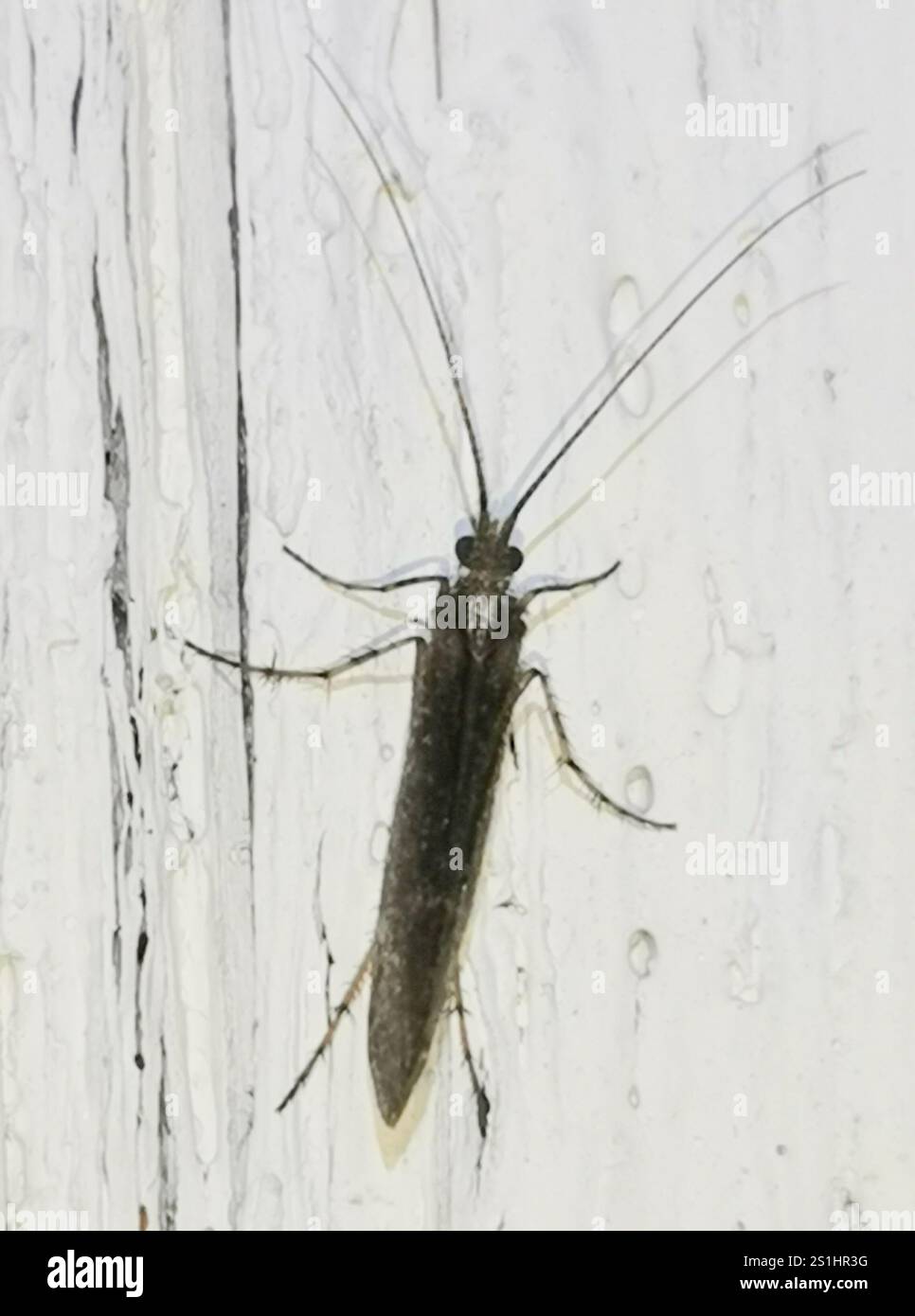 Northern Caddisflies (Limnephilidae Stock Photo - Alamy
