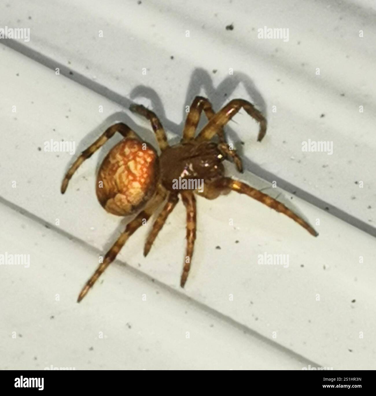 Strawberry Spider (Araneus alsine Stock Photo - Alamy