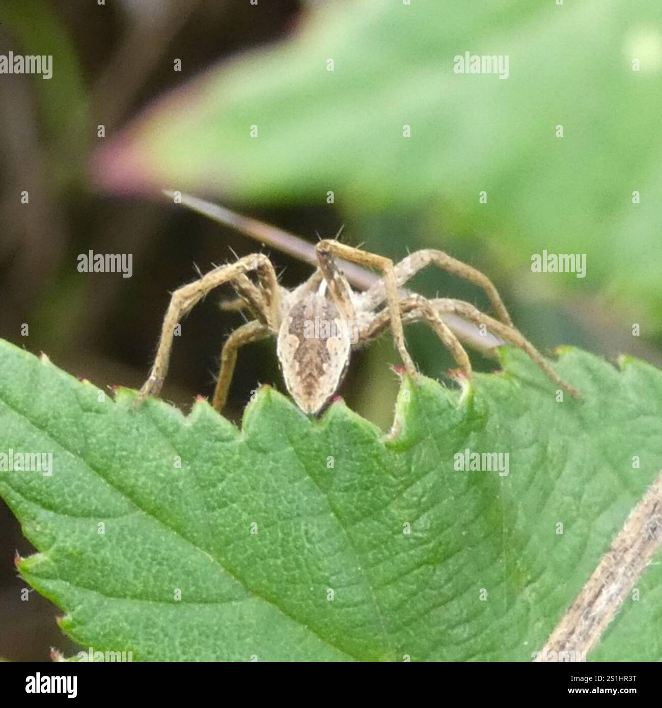 European Nursery Web spider (Pisaura mirabilis Stock Photo - Alamy