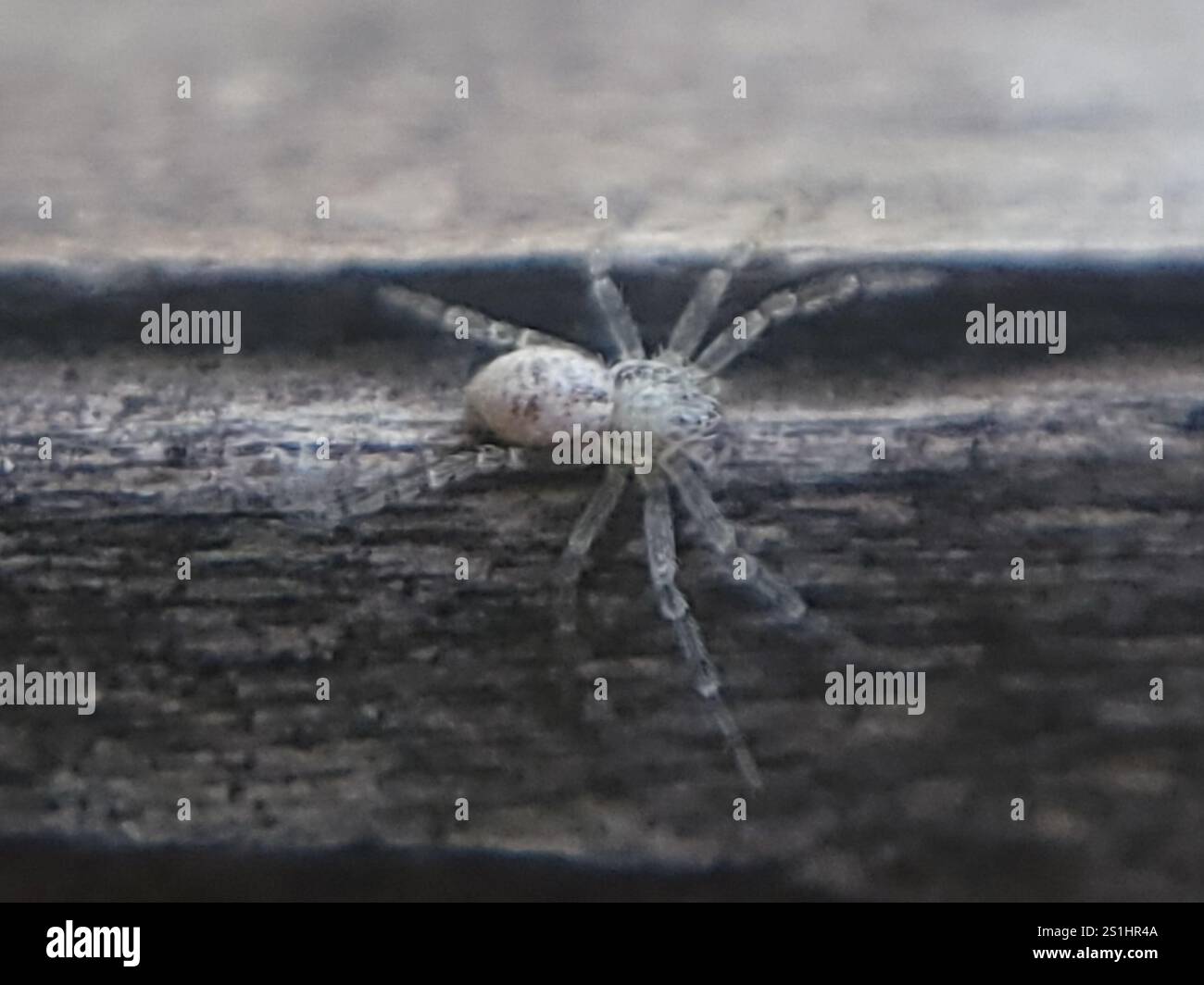 Running Crab Spiders (Philodromidae Stock Photo - Alamy