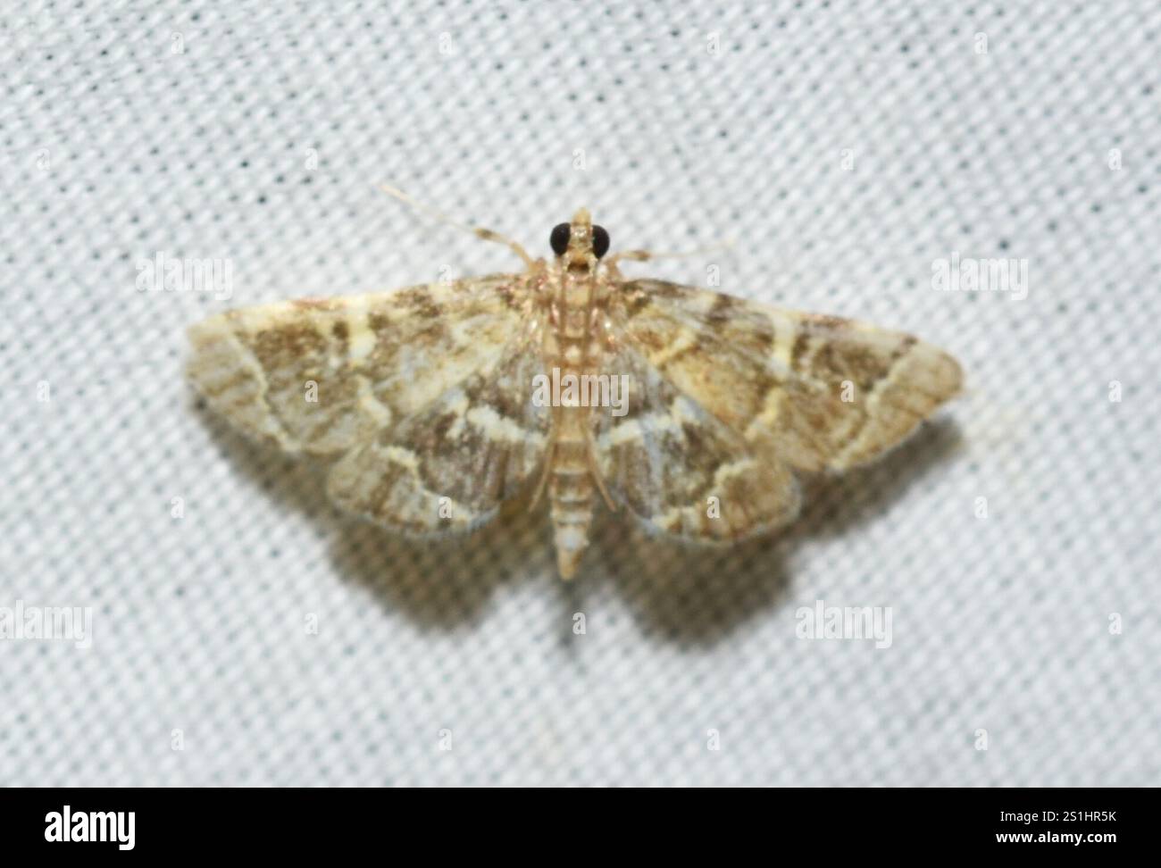 Yellow-spotted Webworm Moth (Anageshna primordialis Stock Photo - Alamy