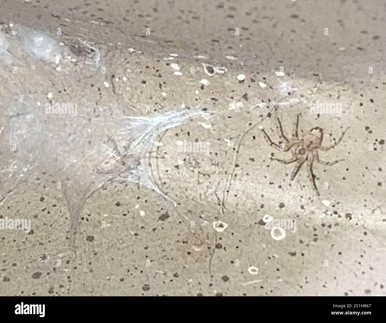 Wall Spiders (Oecobius Stock Photo - Alamy