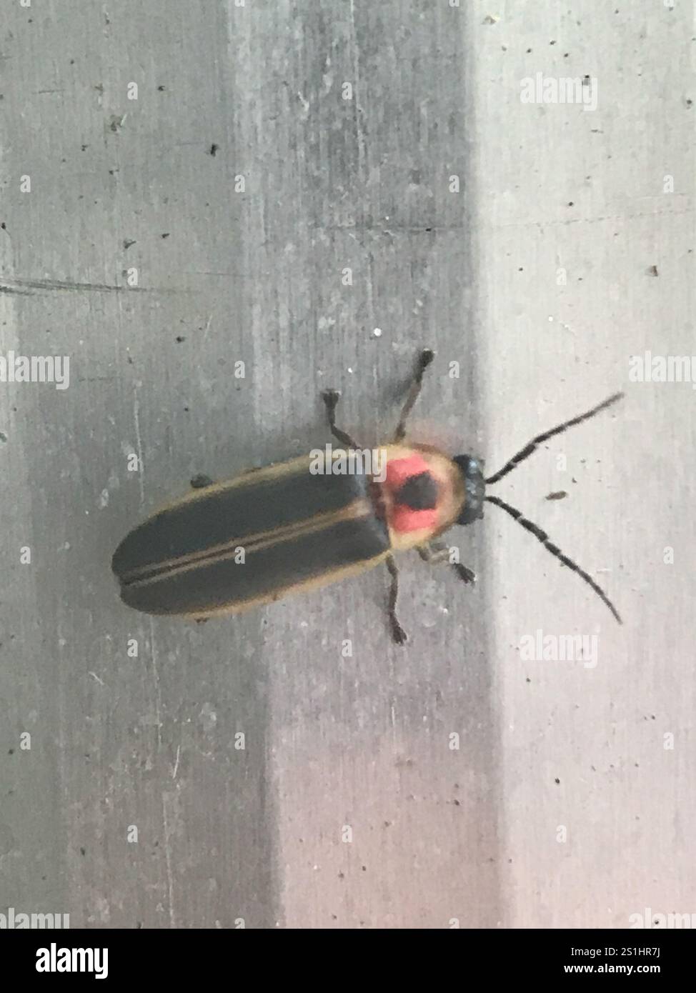 Common Eastern Firefly (Photinus pyralis Stock Photo - Alamy