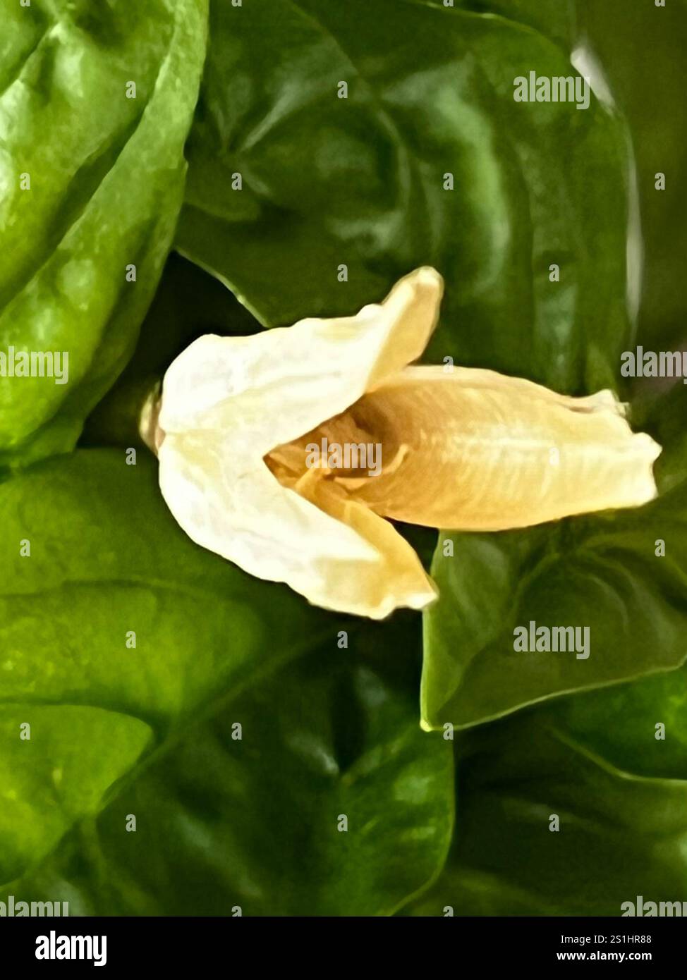 green-band mariposa lily (Calochortus macrocarpus macrocarpus Stock ...