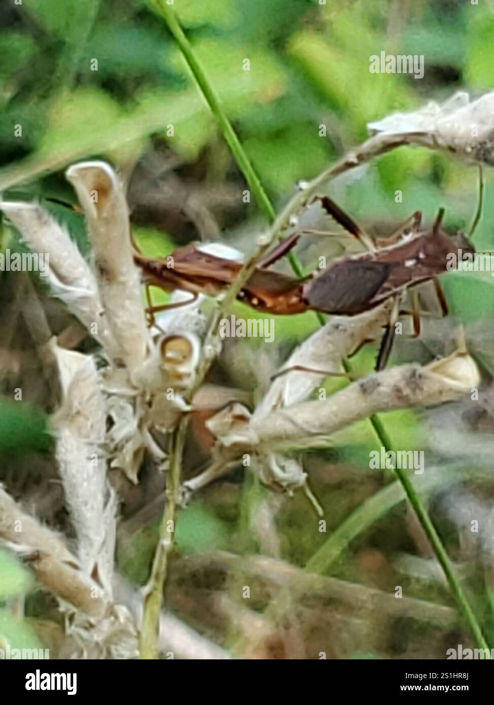 Lupine Bug (Megalotomus quinquespinosus Stock Photo - Alamy