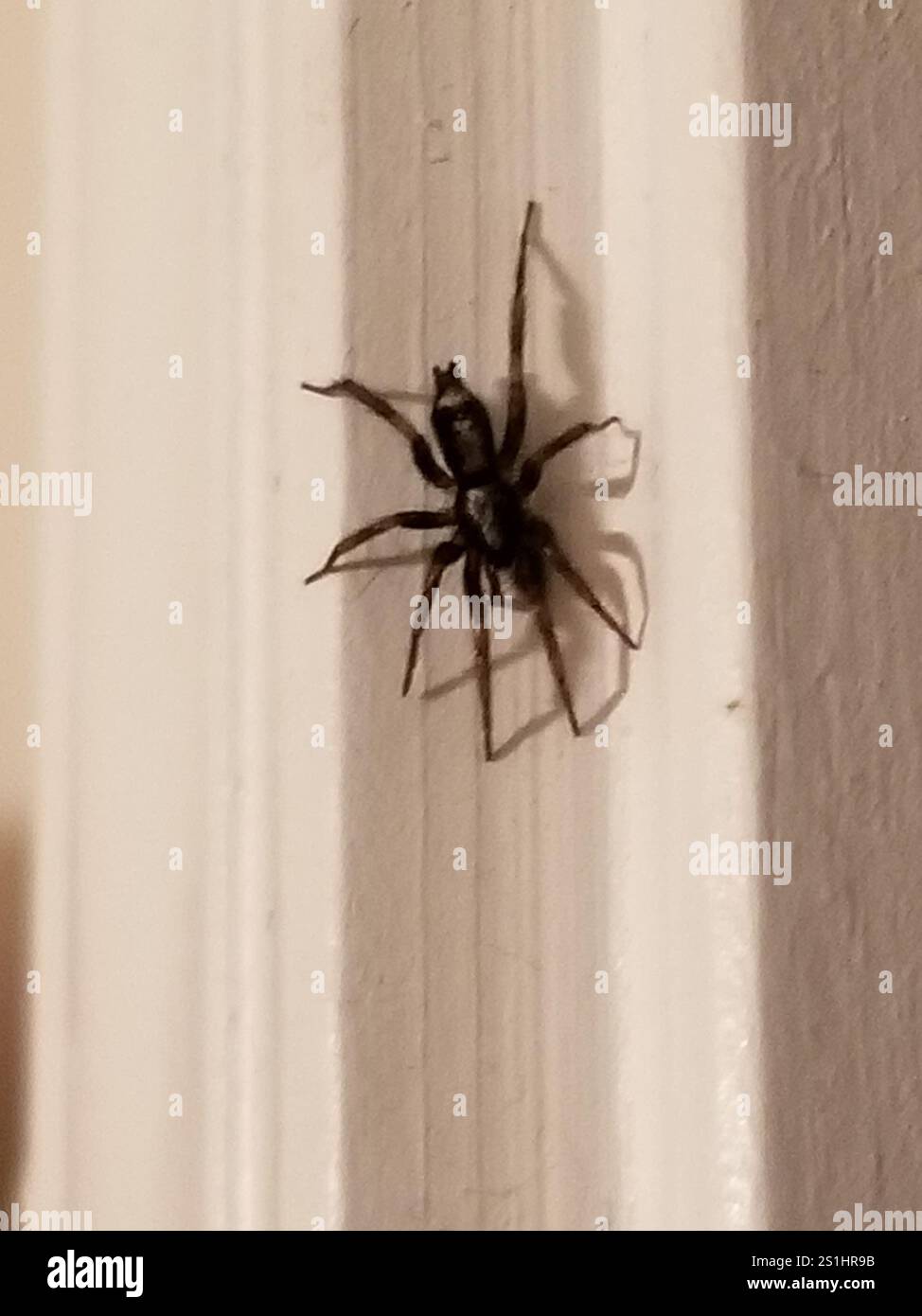 Eastern Parson Spider (Herpyllus ecclesiasticus Stock Photo - Alamy