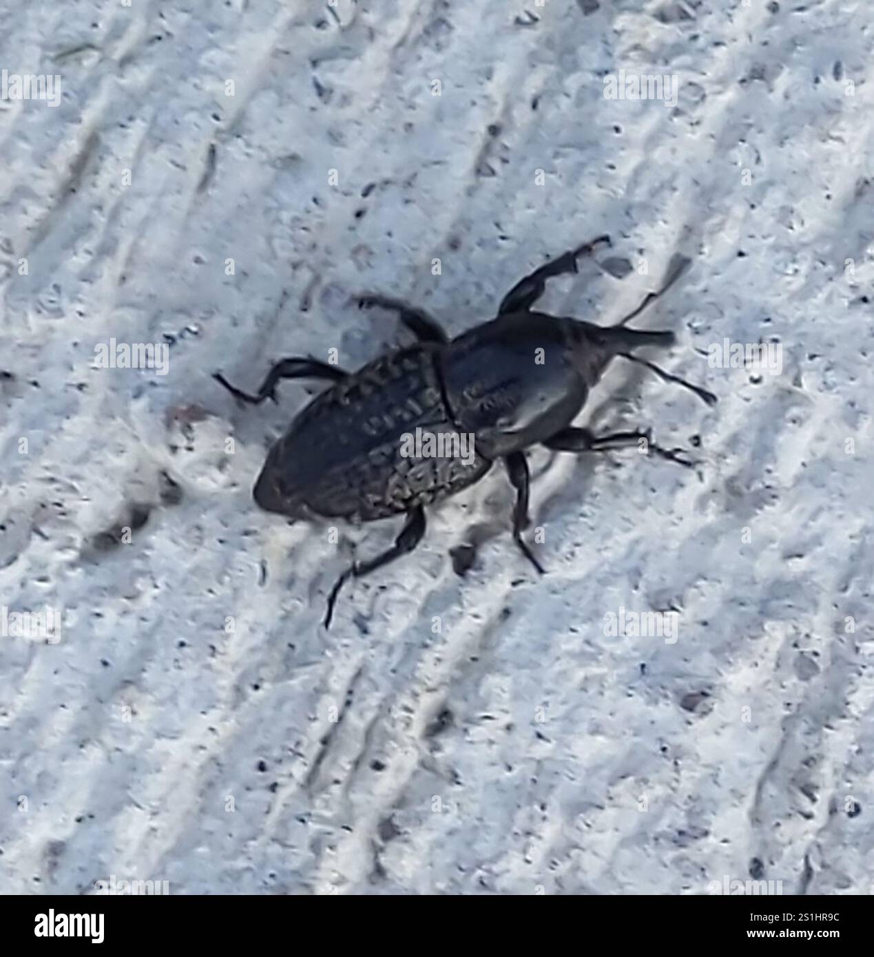 Rocky Mountain Billbug (Sphenophorus cicatristriatus Stock Photo - Alamy