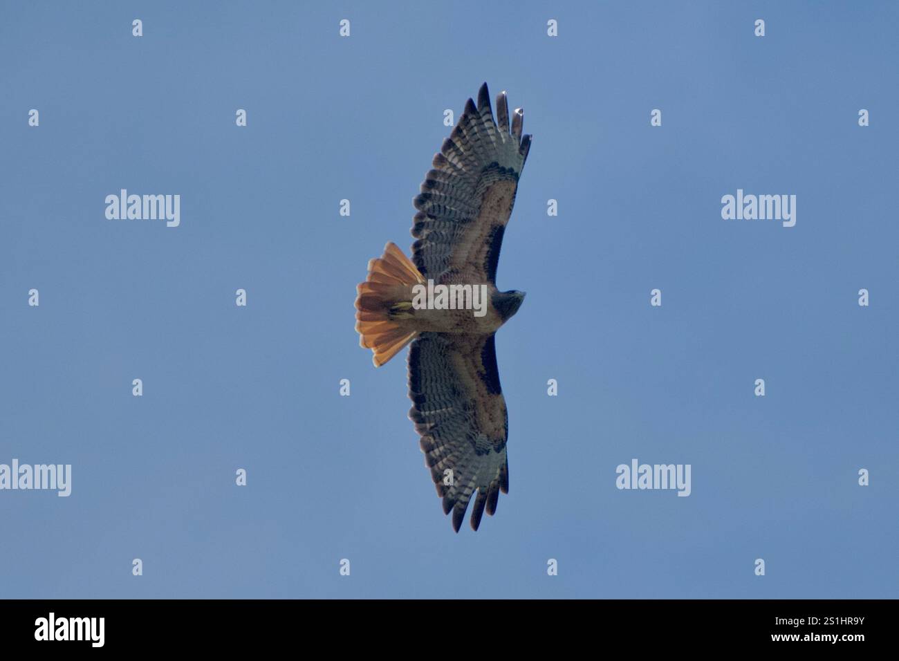 Western Red-tailed Hawk (Buteo jamaicensis calurus Stock Photo - Alamy