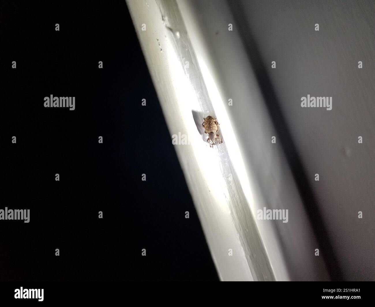 Clay-coloured Weevil (Otiorhynchus singularis Stock Photo - Alamy