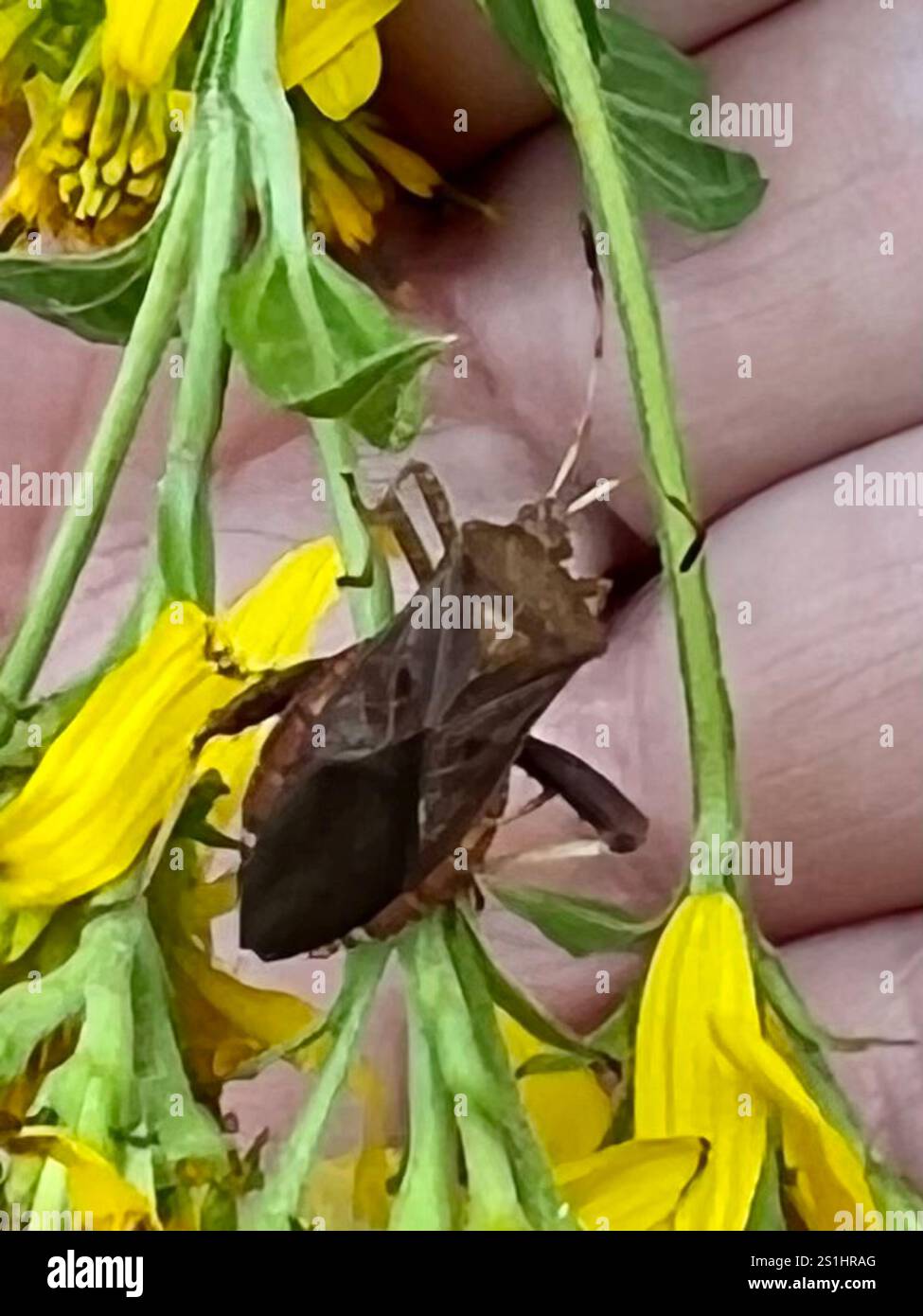 Helmeted Squash Bug (Euthochtha galeator Stock Photo - Alamy