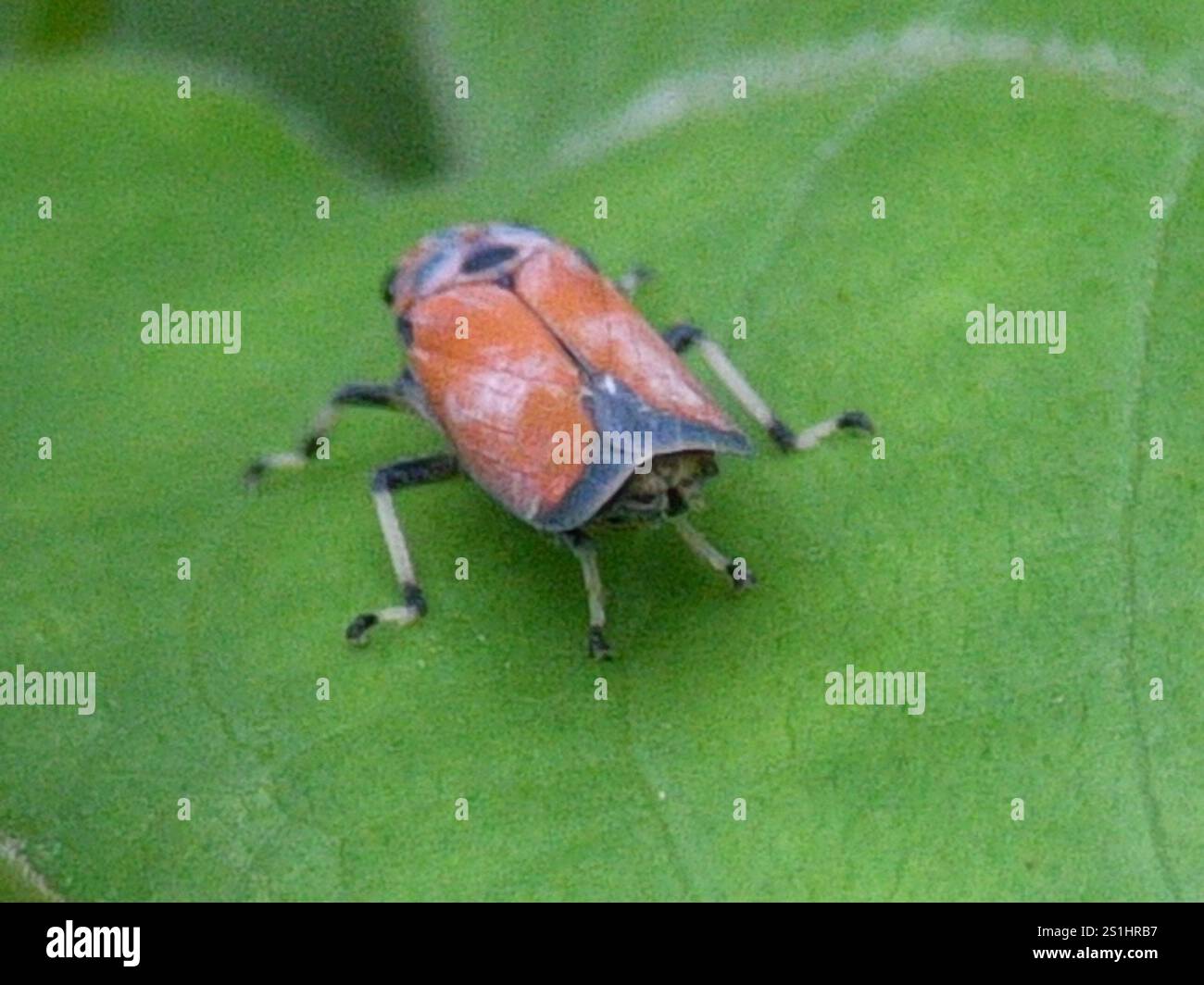 Orange Sharpshooter (Bothrogonia addita Stock Photo - Alamy