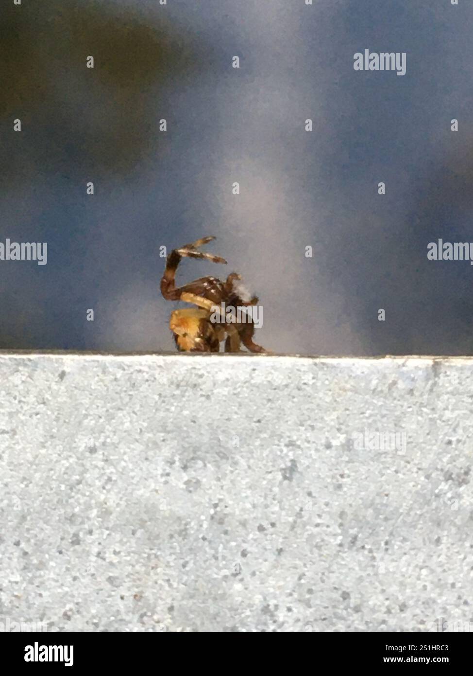 Napoleon Spider (Synema globosum Stock Photo - Alamy