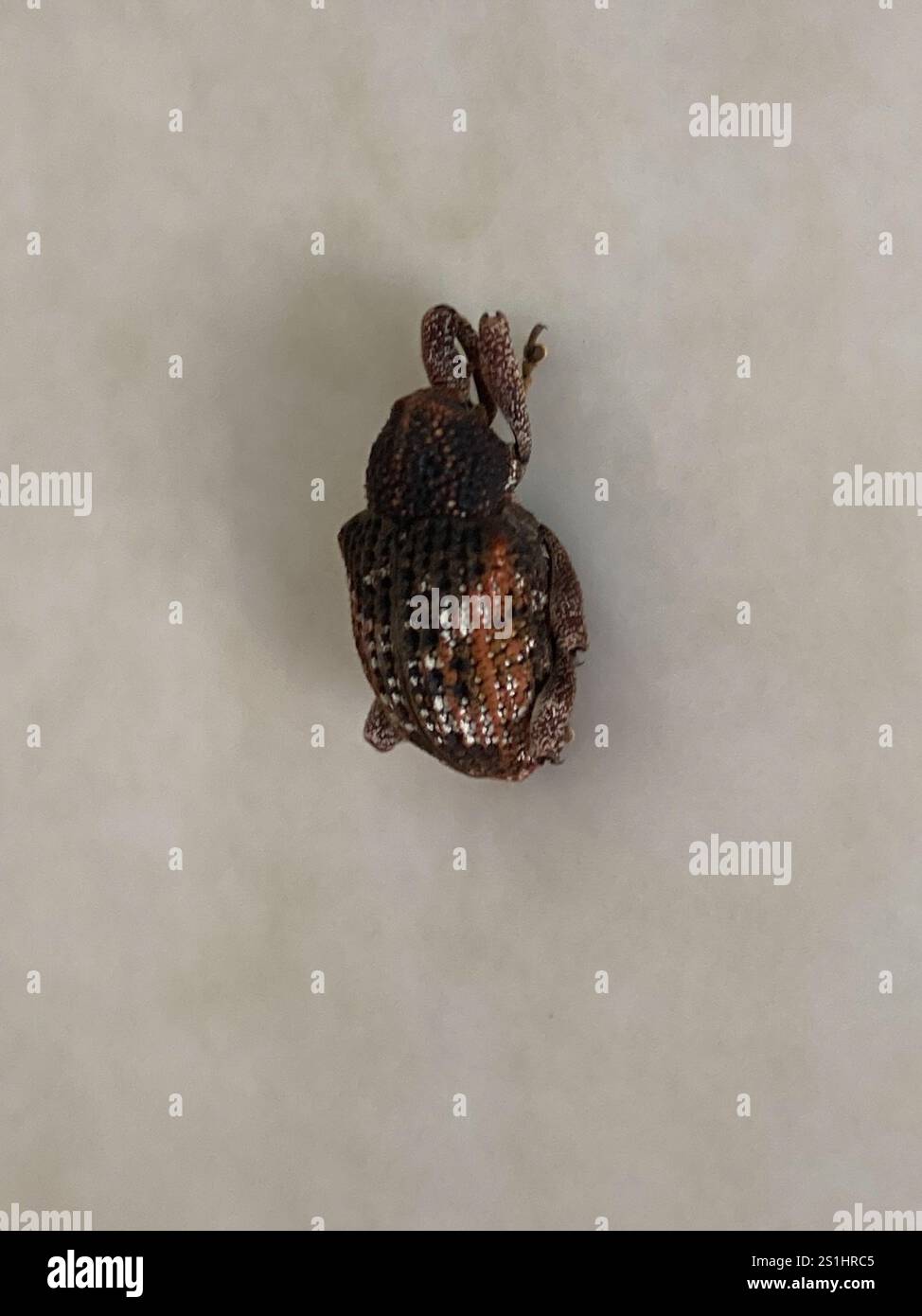 True Weevils (Curculionidae Stock Photo - Alamy