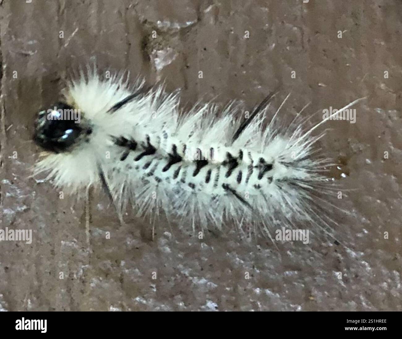 Hickory Tussock Moth (Lophocampa caryae Stock Photo - Alamy