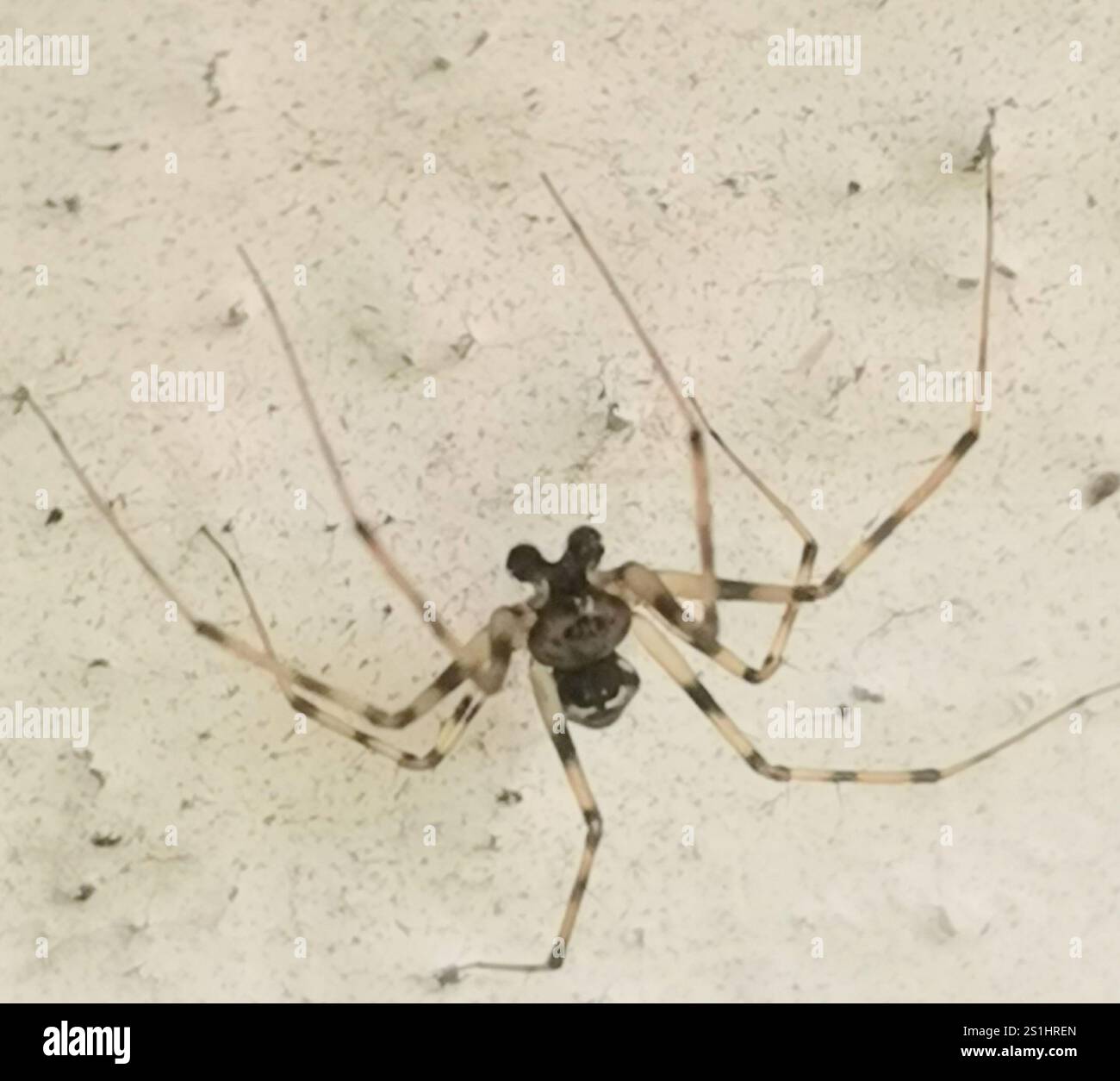 Invisible Spider (Drapetisca socialis Stock Photo - Alamy