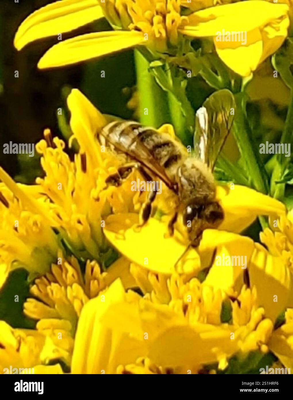 Western Honey Bee (Apis mellifera Stock Photo - Alamy