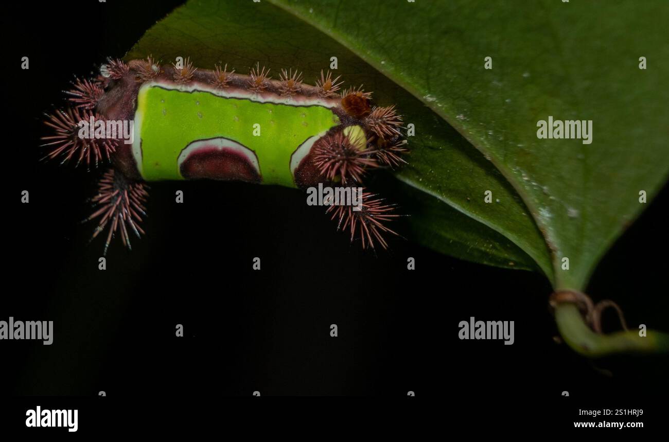 Saddleback Caterpillar Moth (Acharia stimulea Stock Photo - Alamy