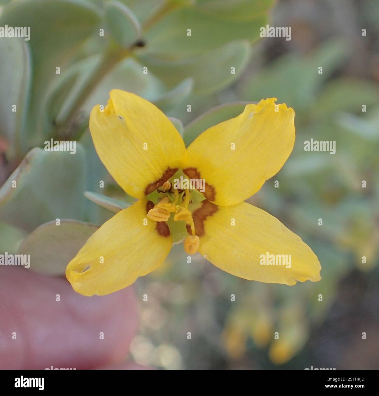 Salad Twinleaf (Roepera morgsana Stock Photo - Alamy