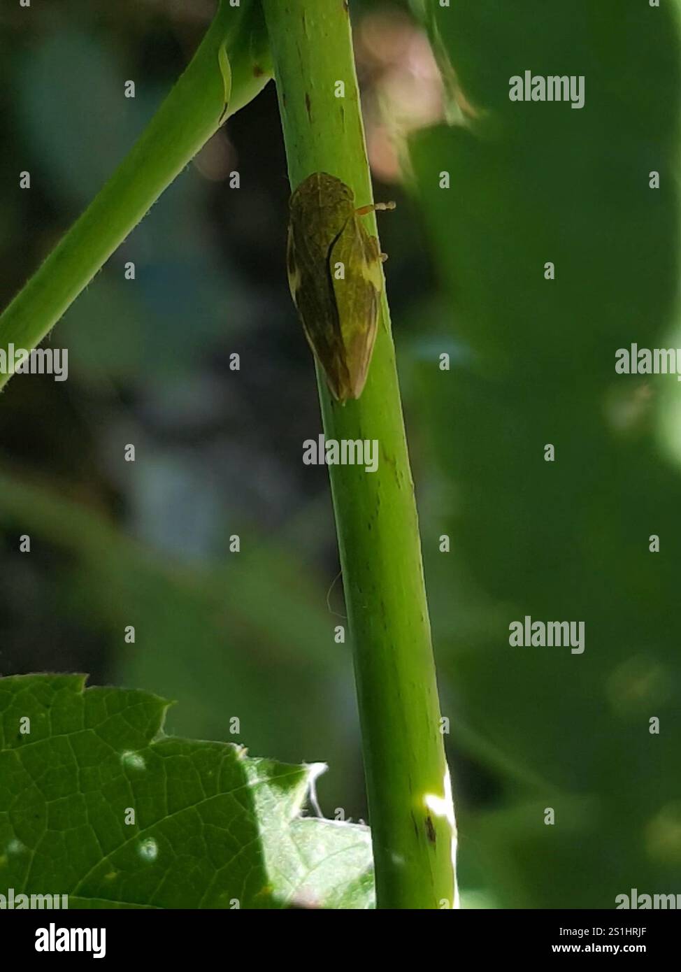 Alder Spittlebug (Aphrophora alni Stock Photo - Alamy