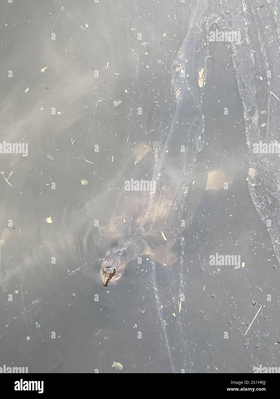 Florida Softshell Turtle (Apalone ferox Stock Photo - Alamy