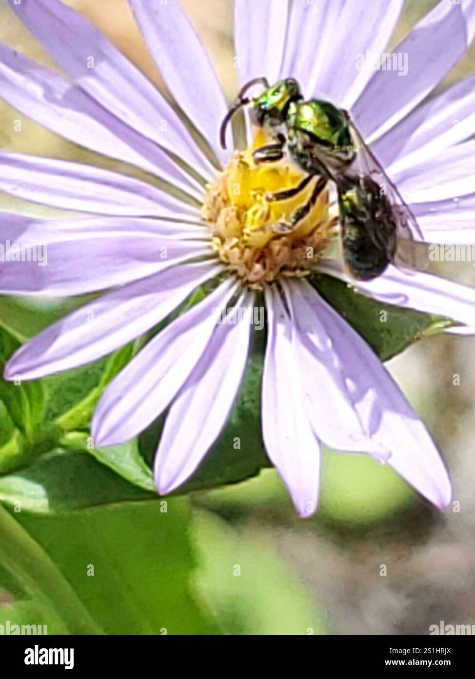 Augochlorine Sweat Bees (Augochlorini Stock Photo - Alamy