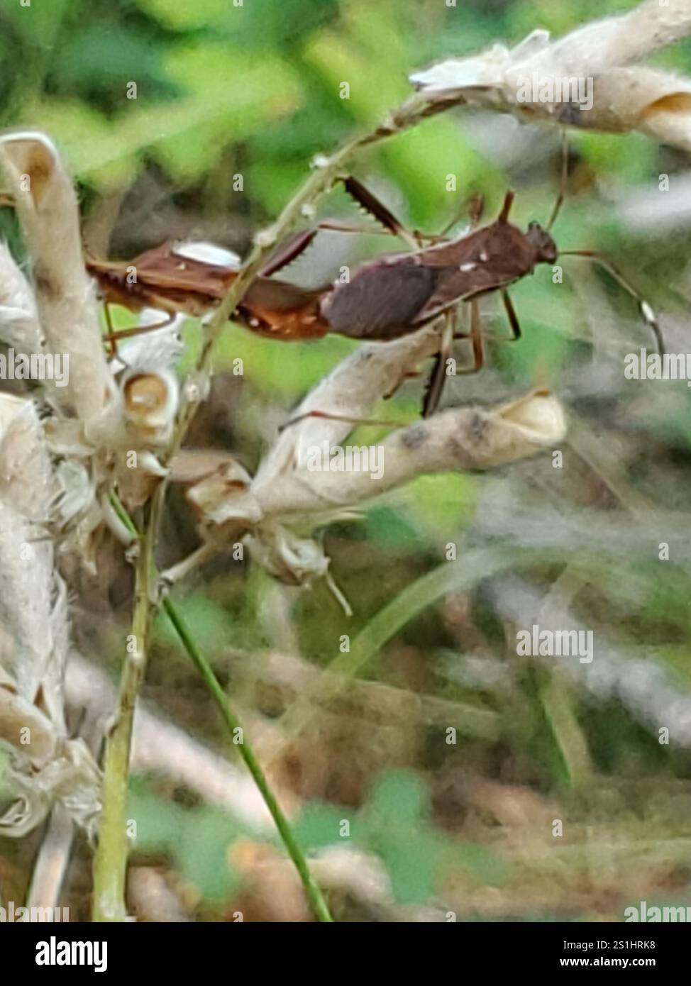 Lupine Bug (Megalotomus quinquespinosus Stock Photo - Alamy