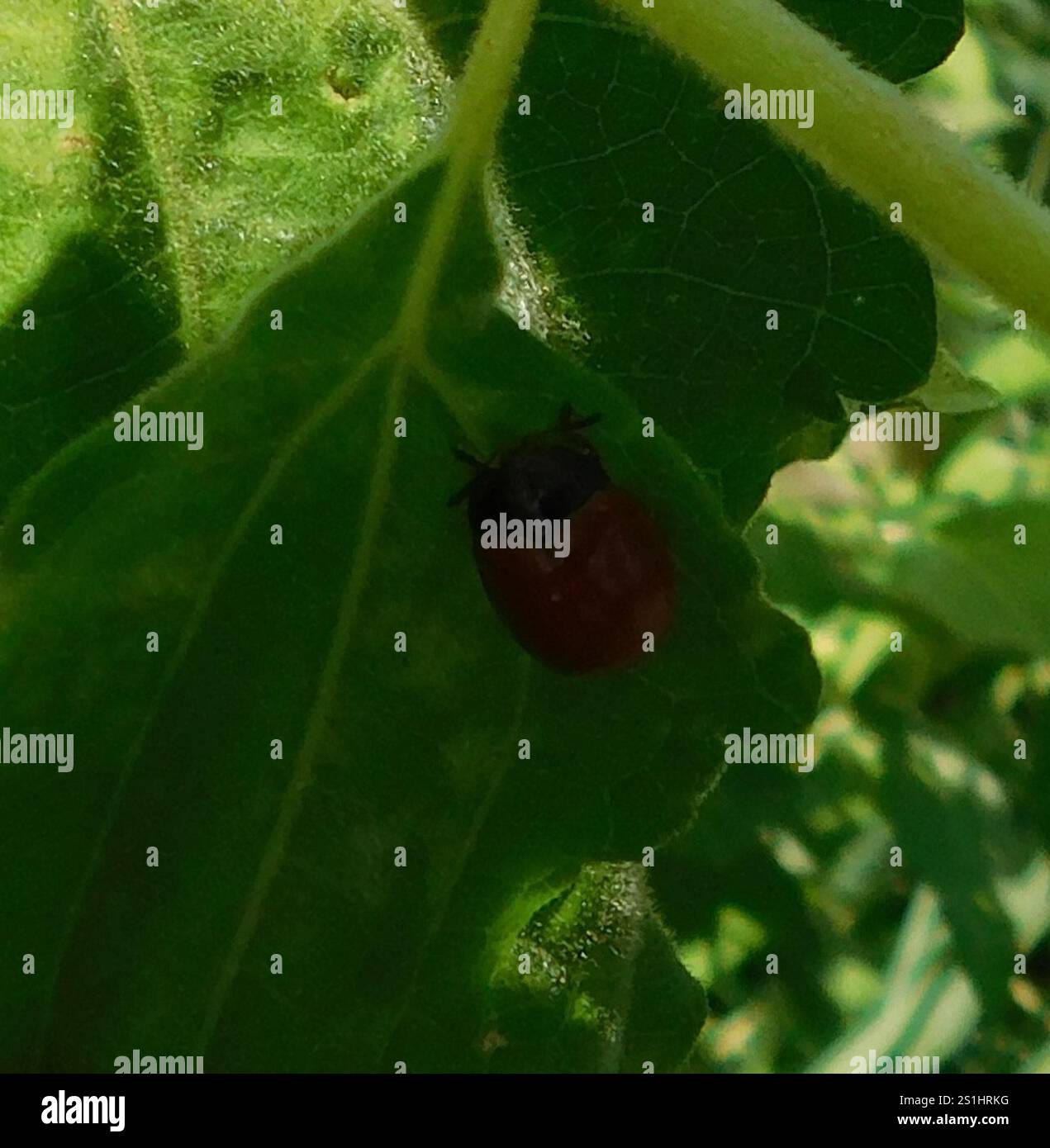 Common Sieve Tortoise Beetle (Chelymorpha cribraria Stock Photo - Alamy