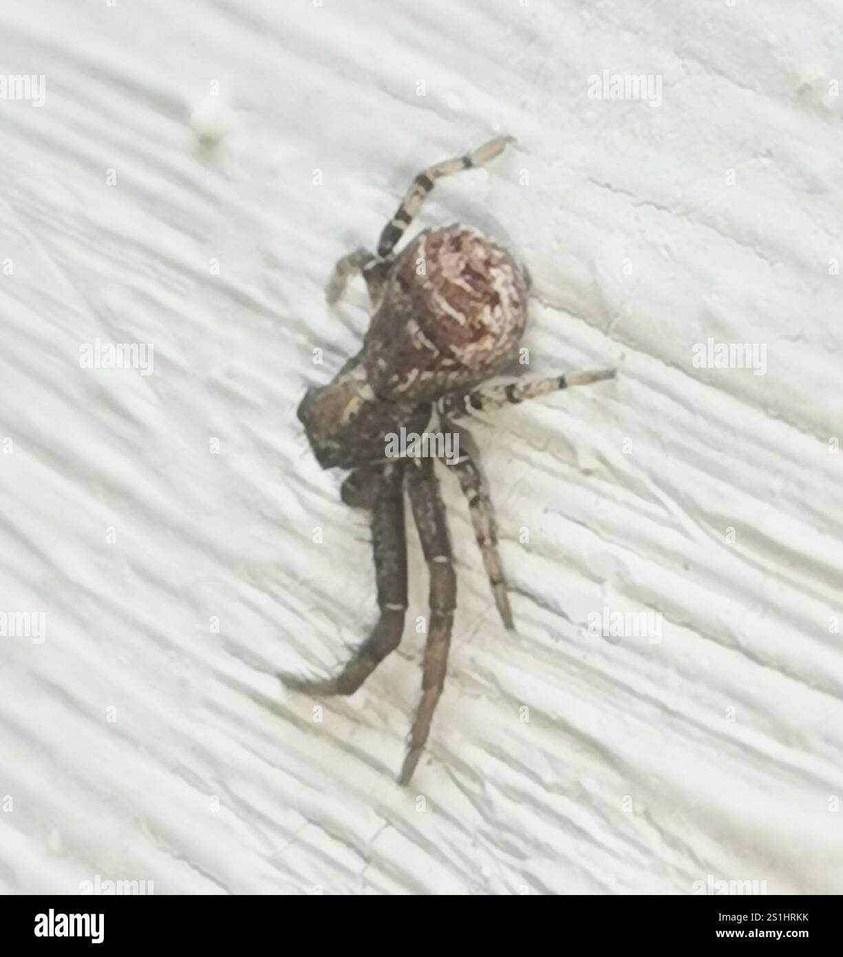 Crab Spiders (Thomisidae Stock Photo - Alamy