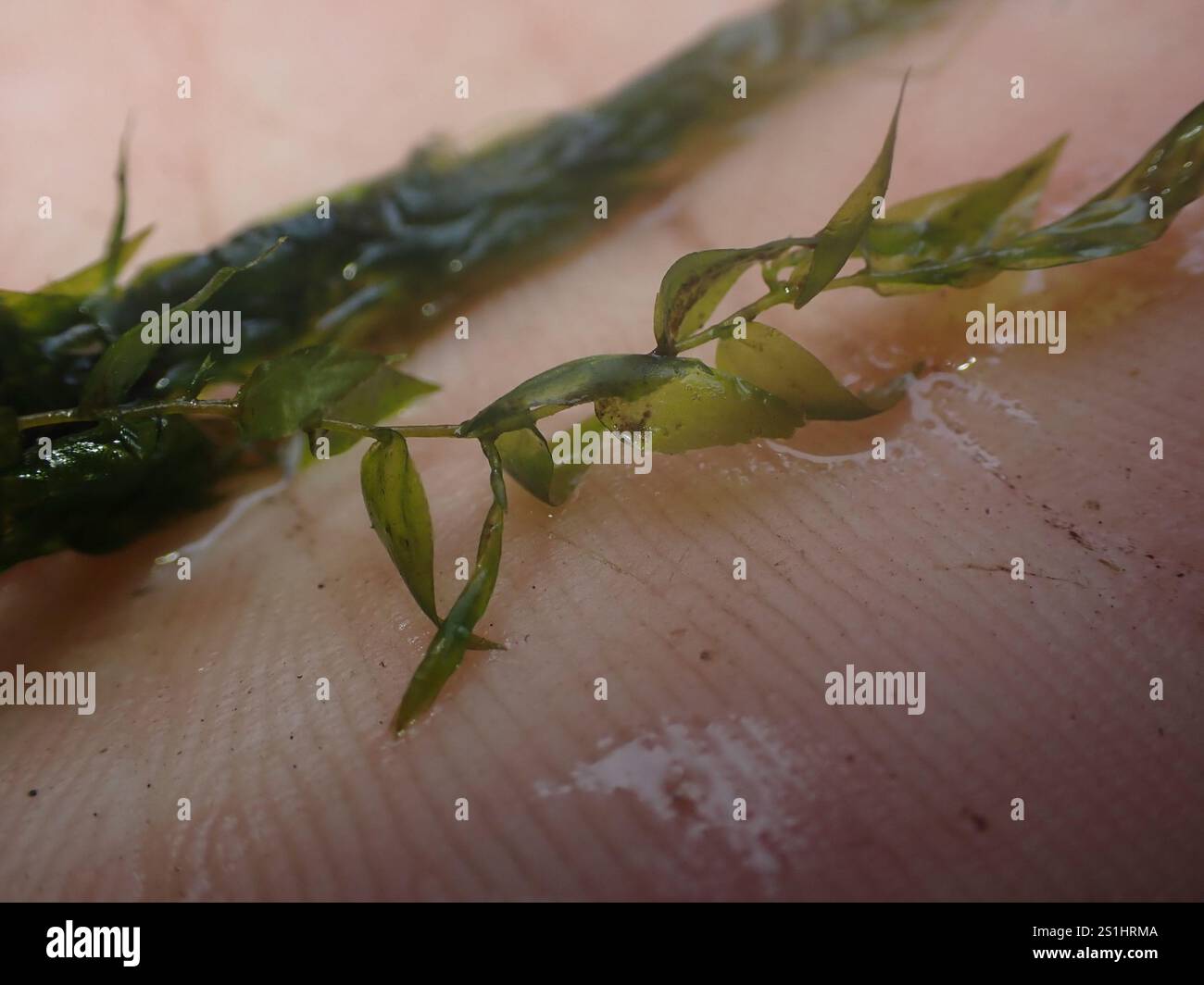 Streamside Leptodictyum Moss (Leptodictyum riparium Stock Photo - Alamy