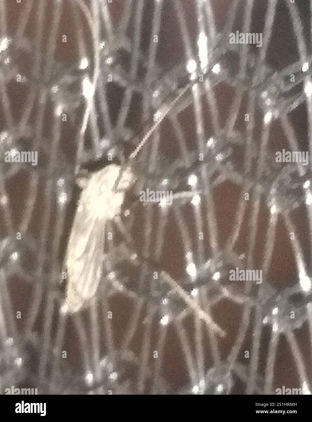 Non-biting Midges (Chironomidae Stock Photo - Alamy