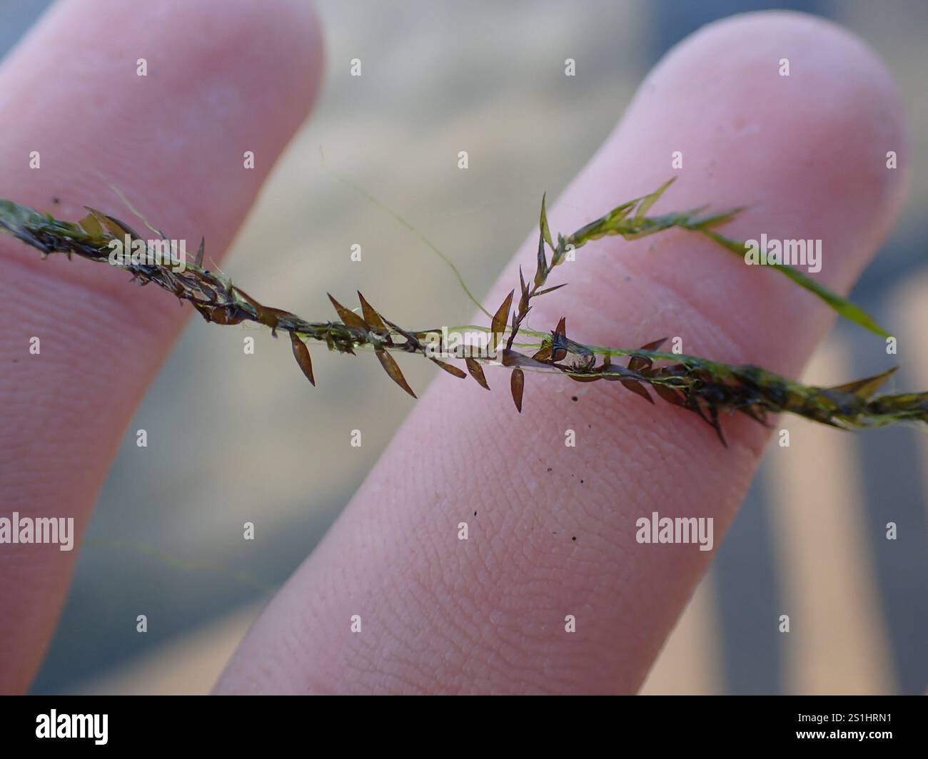 Streamside Leptodictyum Moss (Leptodictyum riparium Stock Photo - Alamy