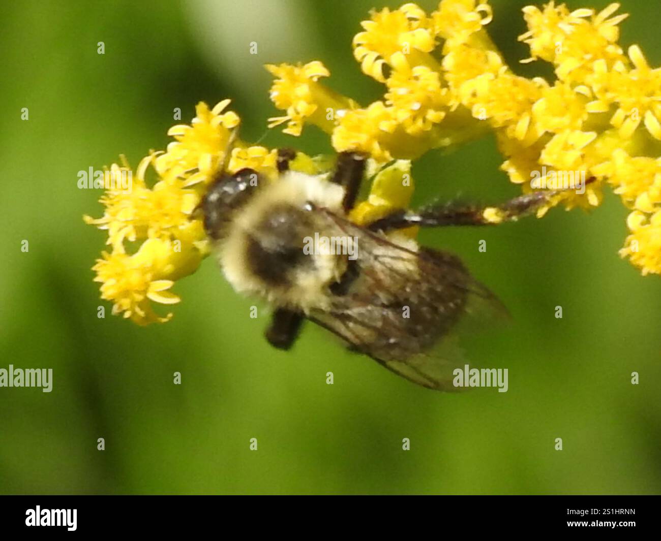 Common Eastern Bumble Bee (Bombus impatiens Stock Photo - Alamy