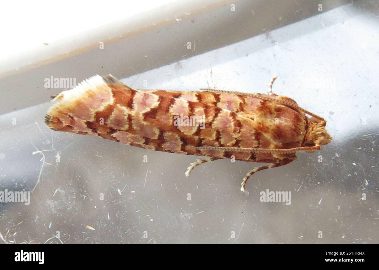 Orange Pine Tortrix (Lozotaeniodes formosana Stock Photo - Alamy