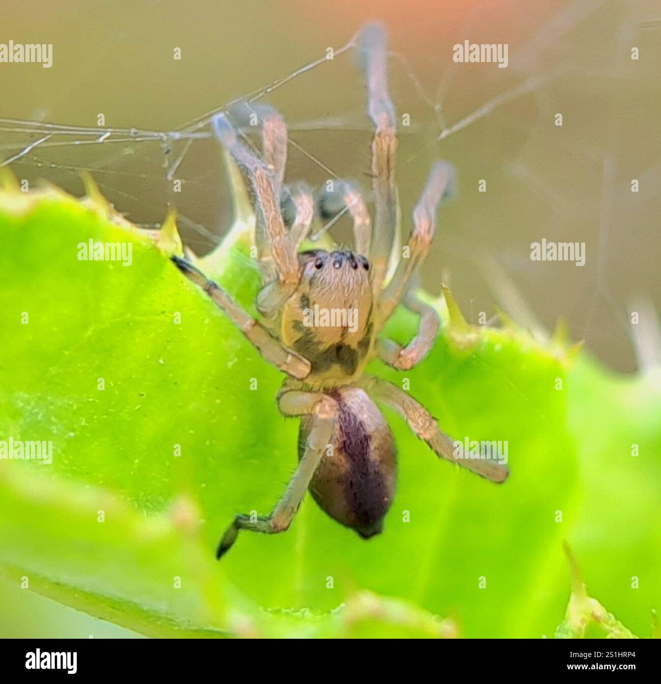Two-Clawed Hunting Spider (Cheiracanthium erraticum Stock Photo - Alamy