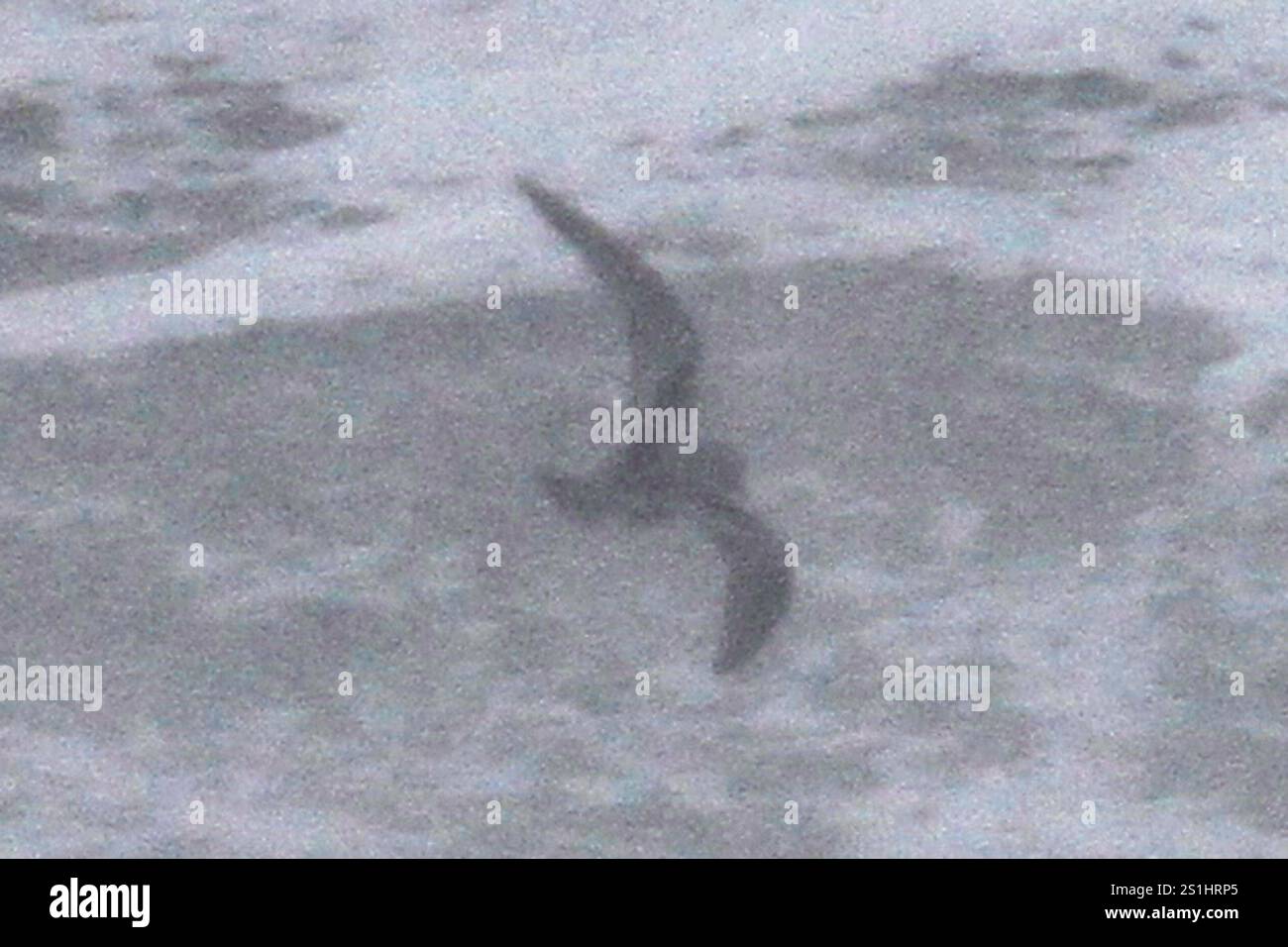 Fork-tailed Storm-Petrel (Hydrobates furcatus Stock Photo - Alamy