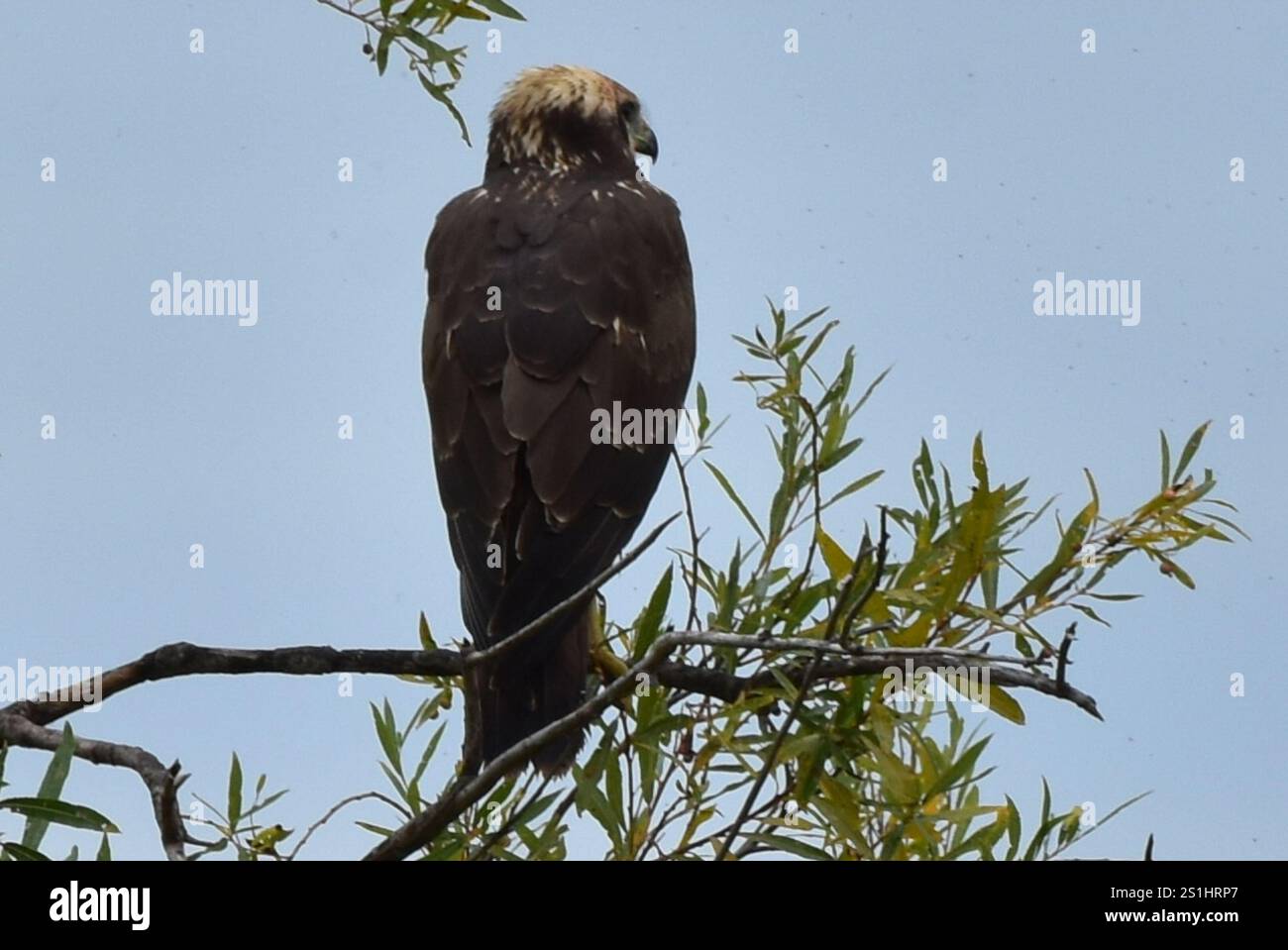 Eastern Marsh Harrier (Circus spilonotus Stock Photo - Alamy