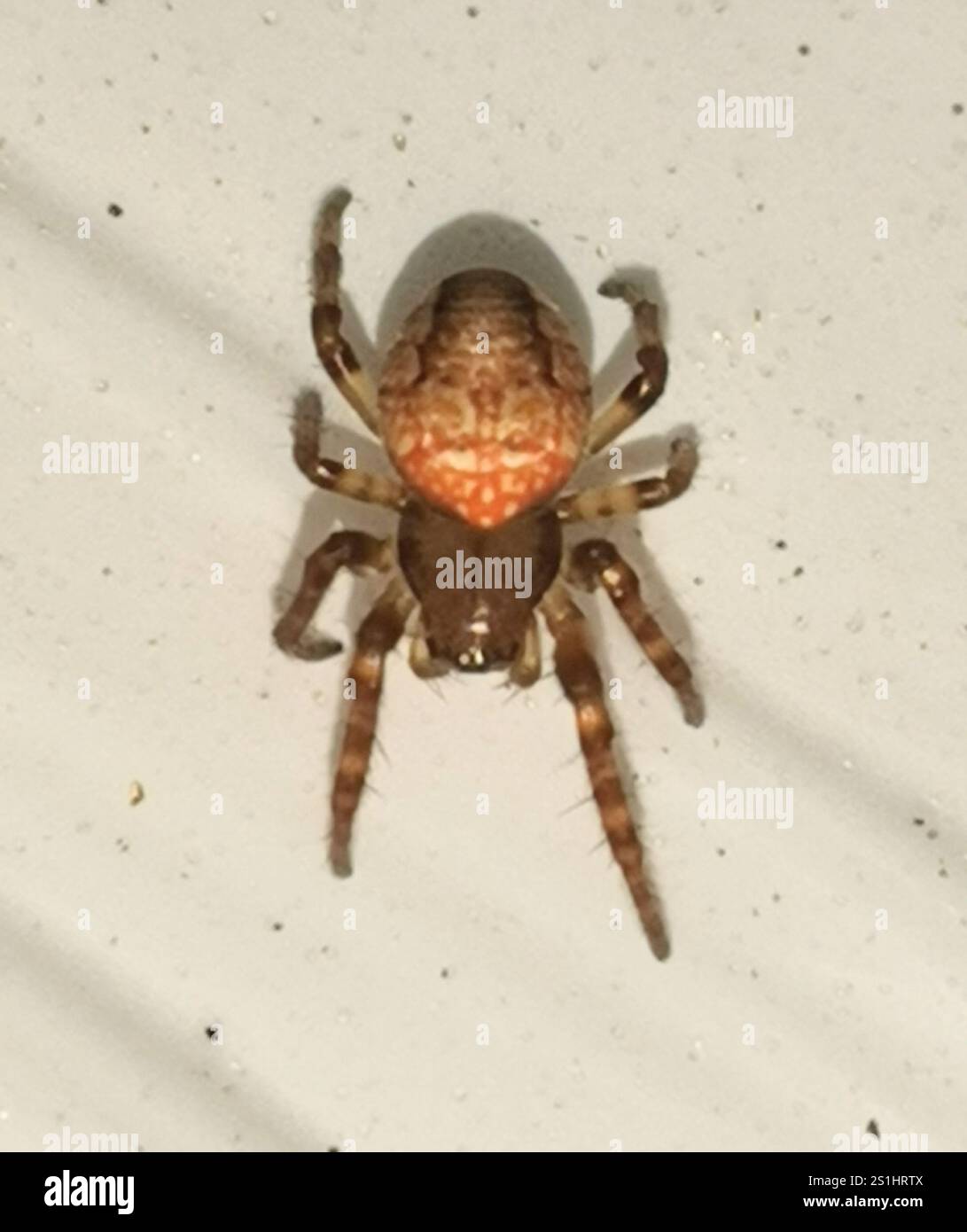 Strawberry Spider (Araneus alsine Stock Photo - Alamy