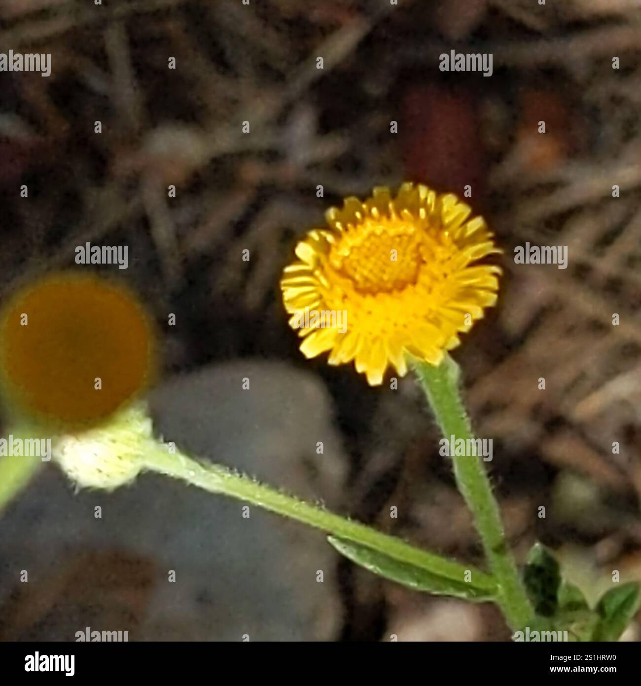 Spanish False Fleabane (Pulicaria paludosa Stock Photo - Alamy