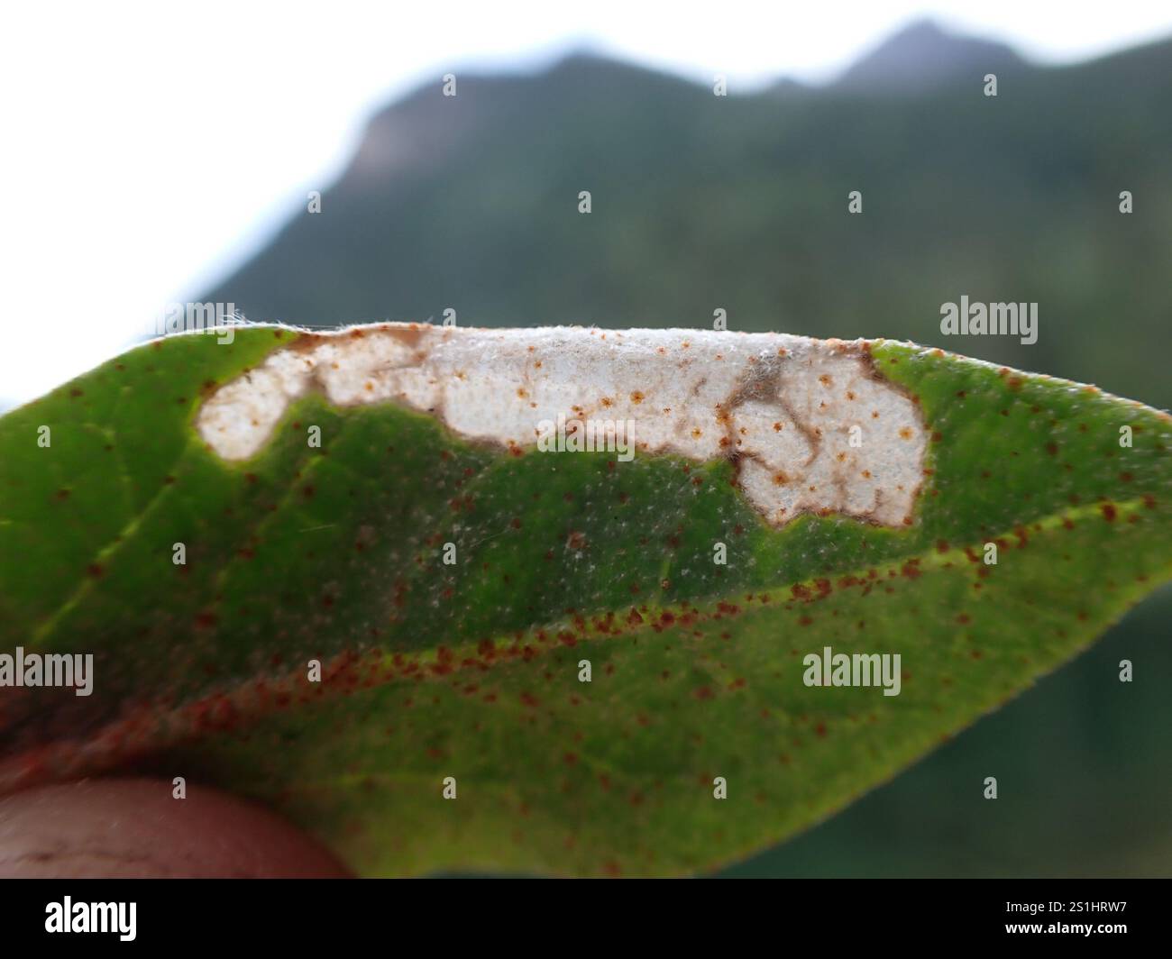 Winged and Once-winged Insects (Pterygota Stock Photo - Alamy